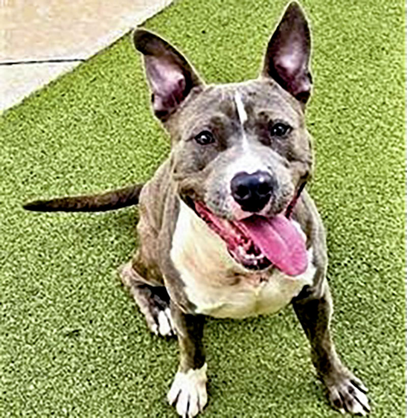 Dog of the Week: Curtis is a Happy Dog With a Big Smile • Tamarac Talk