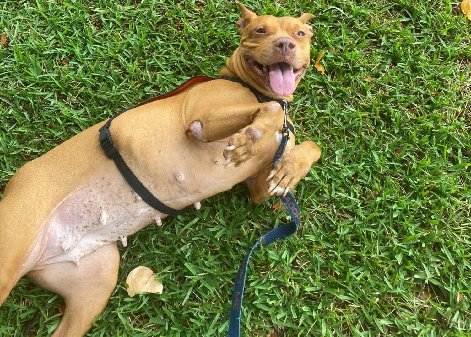 Dog of the Week: Merida is a Gorgeous Red Head • Tamarac Talk