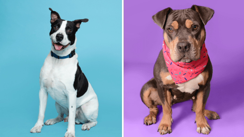 Meet Justice and Roscoe: Two Sweethearts at Broward County Animal Care ...